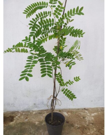 ALMOND TREE [BADAM TREE] - Botanyca