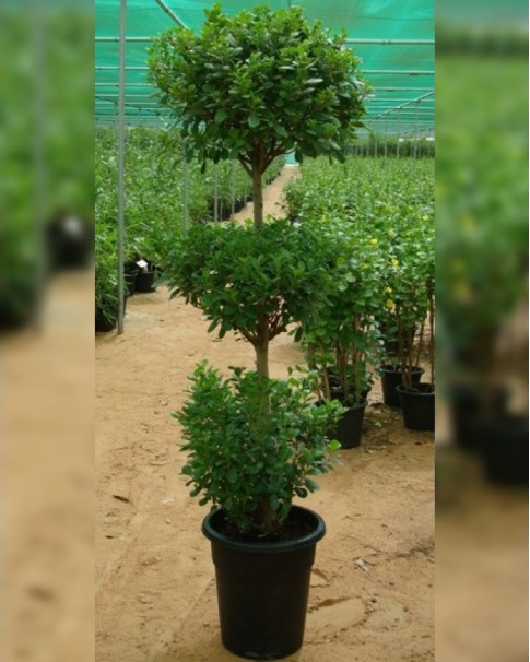 FICUS 3 HEAD TREE - 2 M HEIGHT - Botanyca
